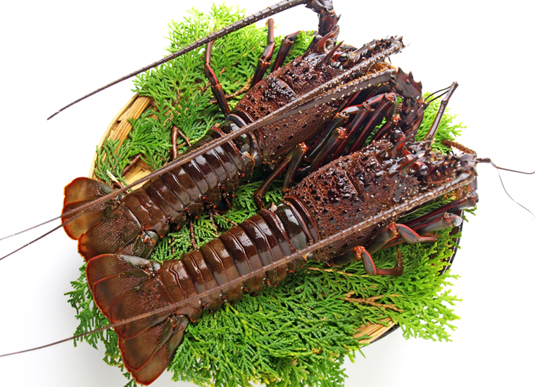 伊勢海老の卵って食べられるの? 外子に内子、季節限定の珍味をご紹介します! | まるっと千葉を知り尽くしたい♪